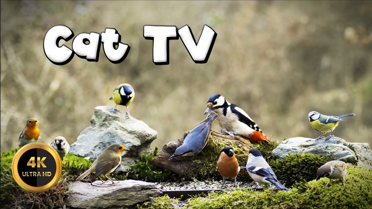 Cat TV for Cats to Watch 🐈 - BIRDIES AT THE FOREST 🐦‍⬛ (4K) - YouTube