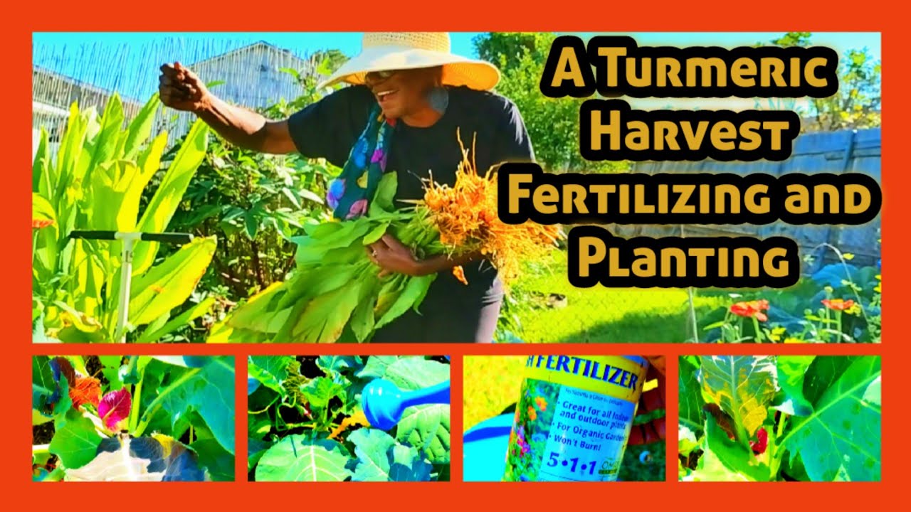 A Turmeric Harvest // Fertilizing And Planting ‼️ - YouTube
