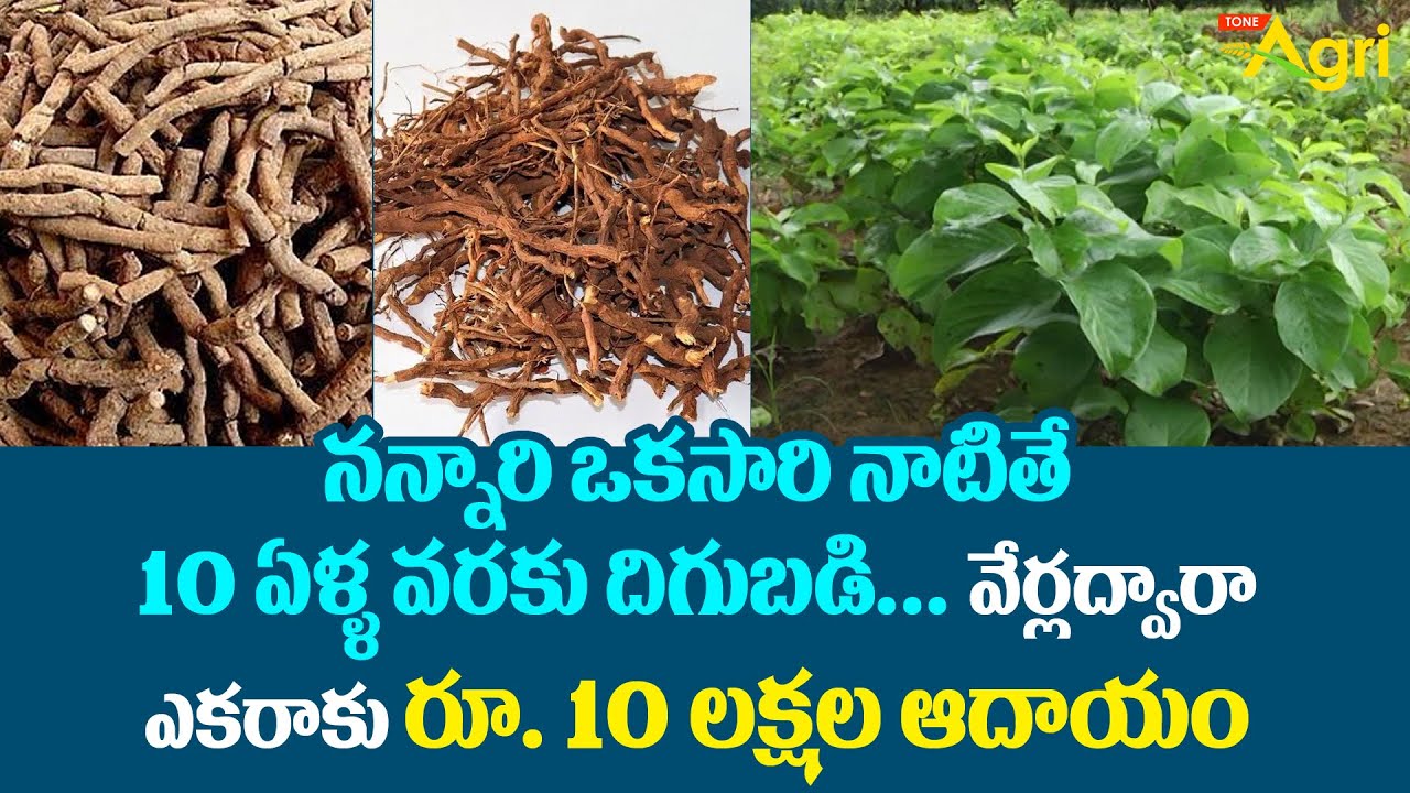 Nannari Plants | నన్నారి ఒకసారి నాటితే 10 ఏళ్ళ వరకు దిగుబడి.. ఎకరాకు రూ ...