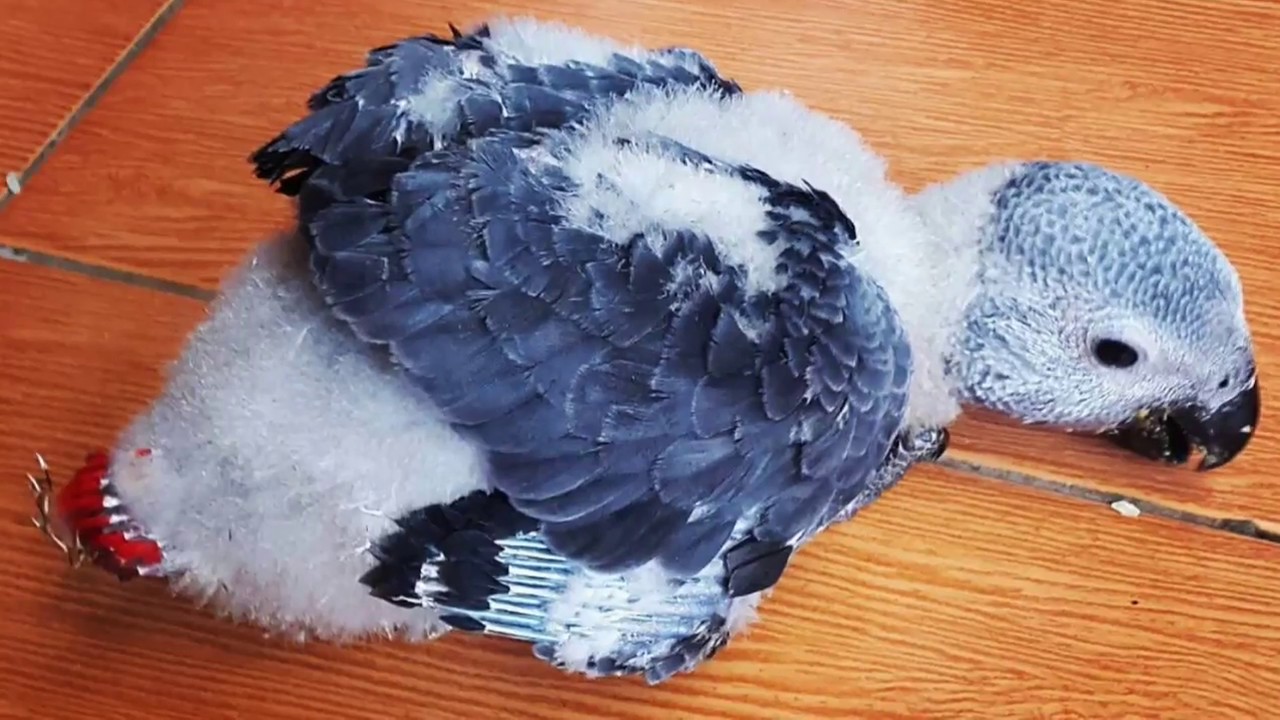 Training African Grey Parrot from baby until Fly To Me. Melatih African ...