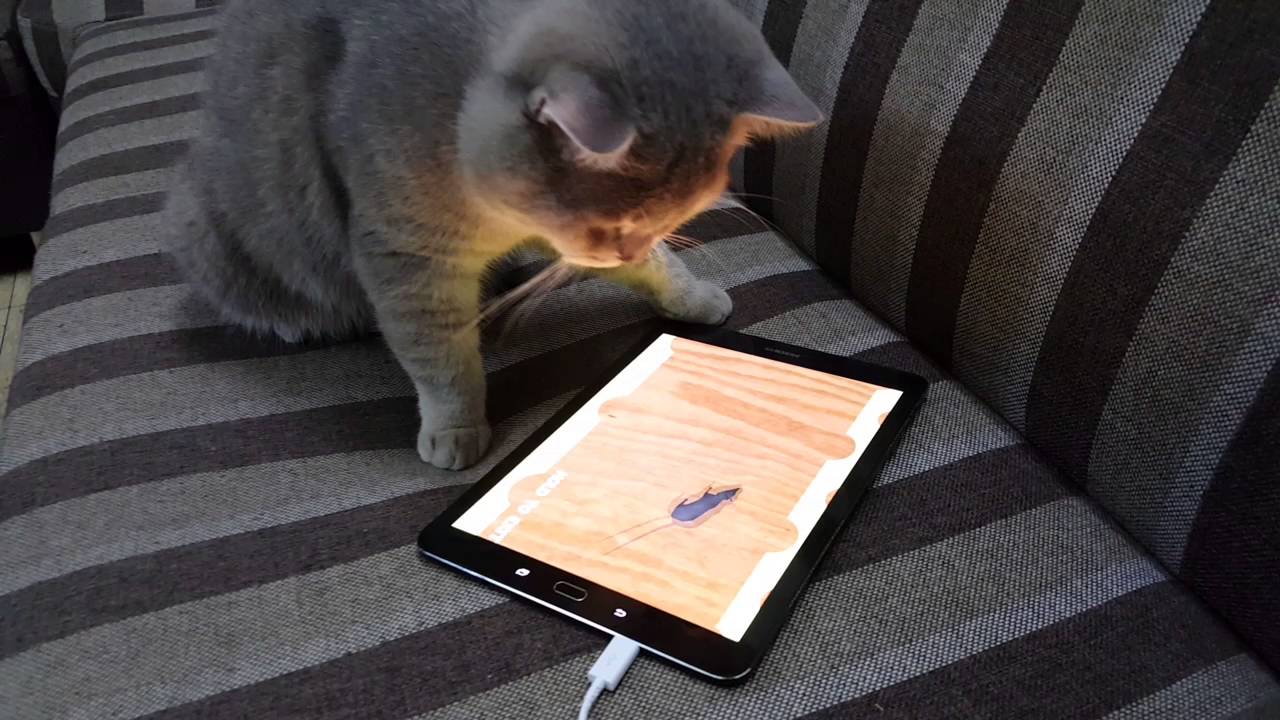 Baby cat and Tab S2 :)) - YouTube
