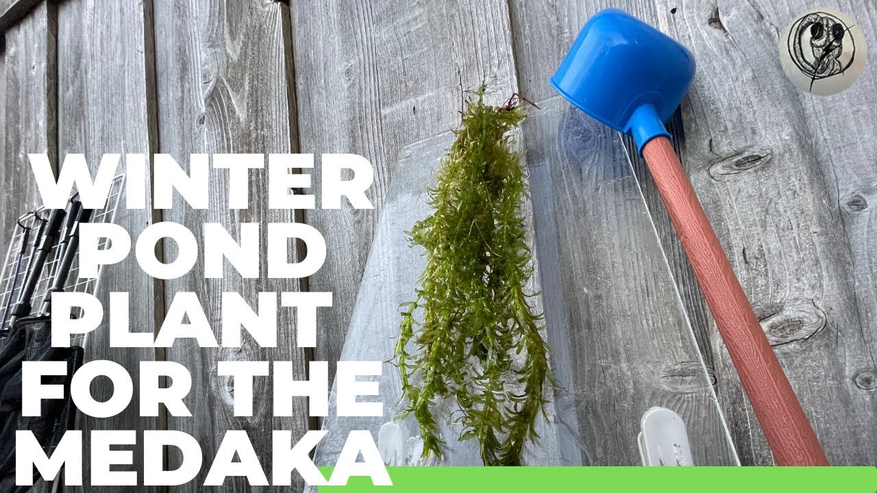 【MEDAKA】Winter Pond Plant for the Medaka / Japanese Rice Fish 【メダカ ...