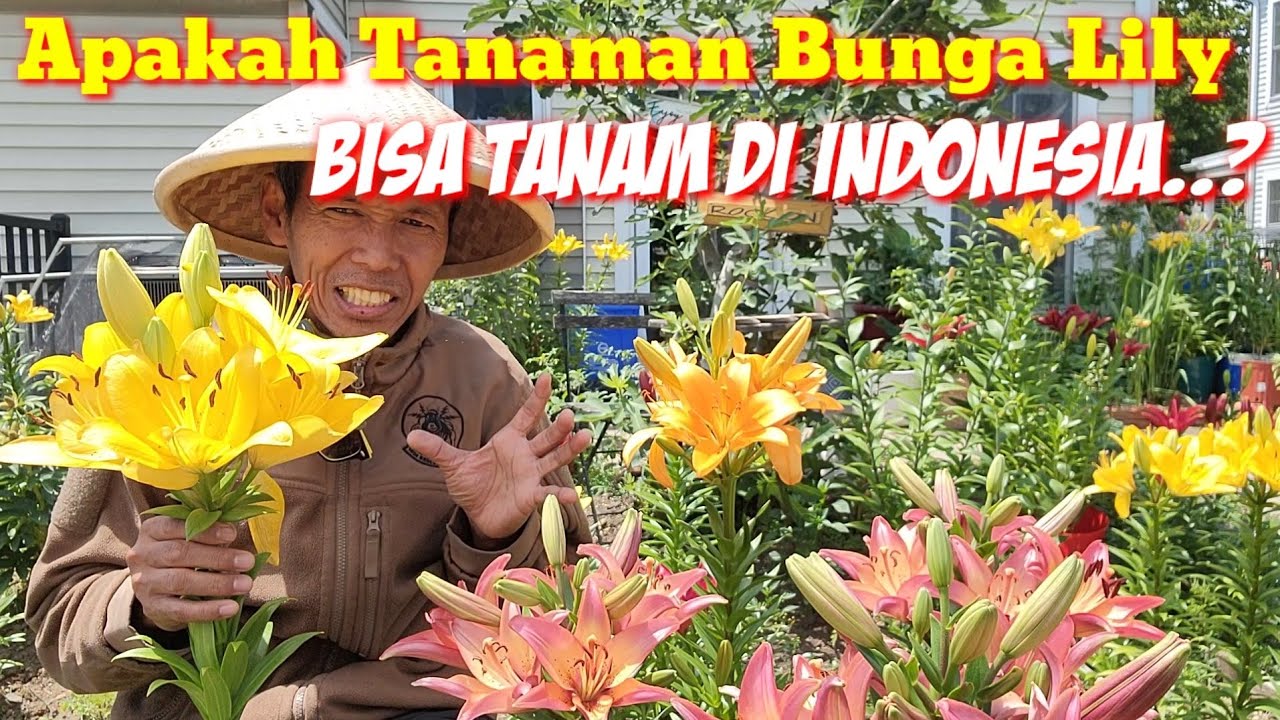 Apakah Tanaman Bunga Lily Bisa Di Tanam Di Indonesia 🇮🇩 - YouTube