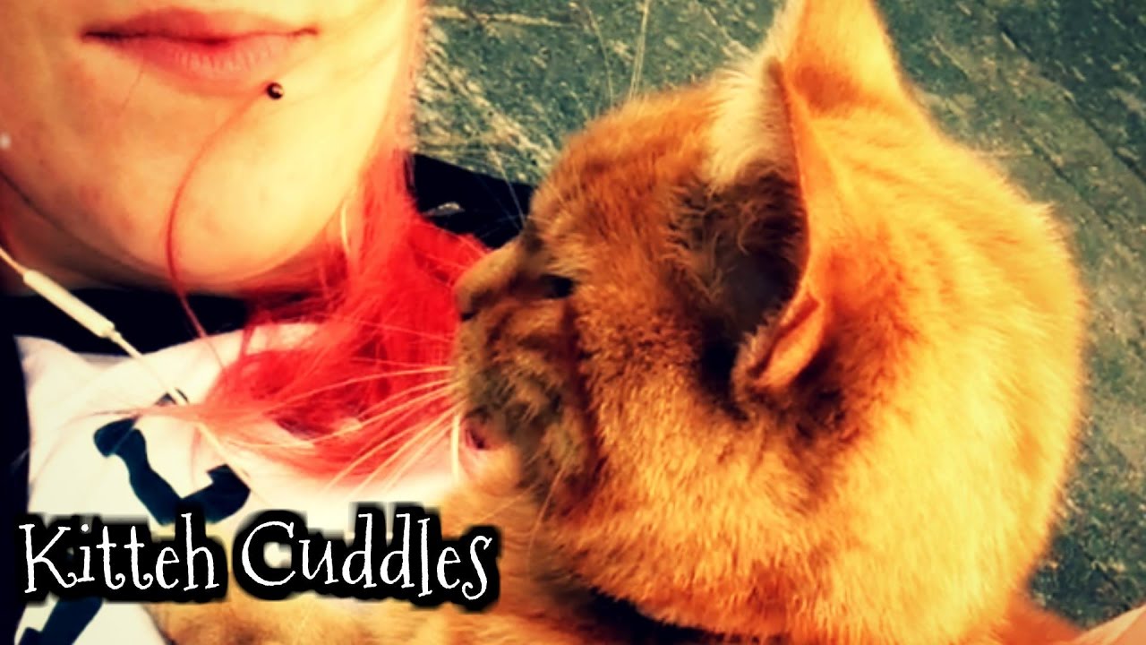 Death by Cat Cuddles ★☆ - YouTube