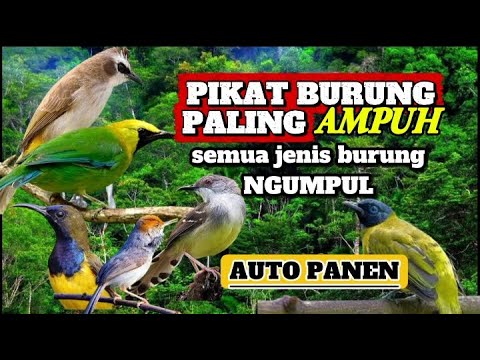 Pikat burung paling ampuh | untuk semua jenis burung‎ - YouTube
