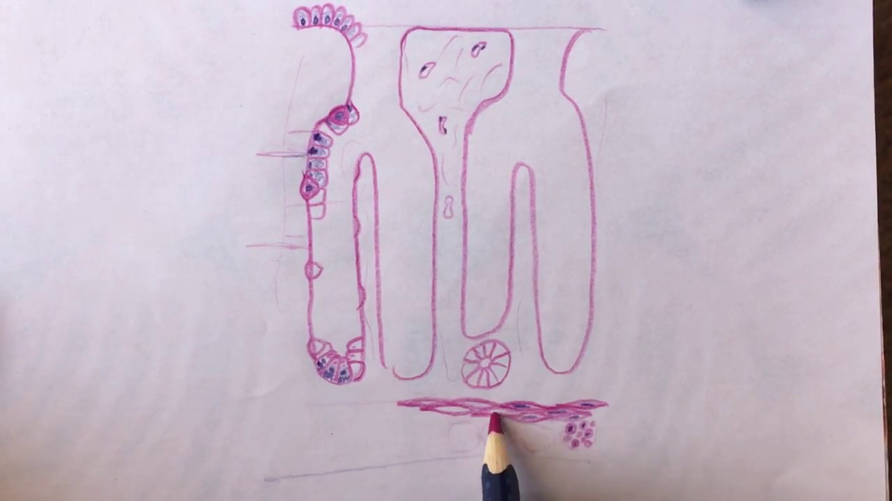 GIT Chapter Drawings (Histology) - YouTube