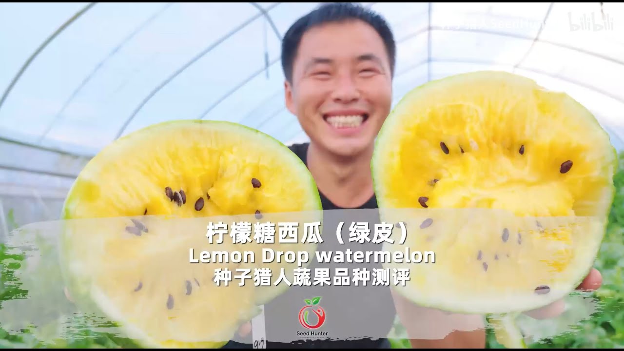 Green Lemon Drop Watermelon Review - YouTube
