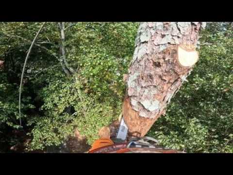 Dead Pine Tree Removal-Action Edit - YouTube