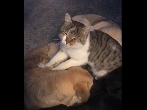 Masör kedi ve mutlu köpekler