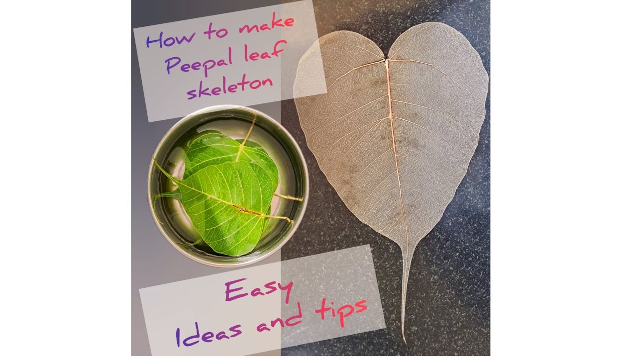 Easy Ideas And Tips To Make Peepal Leaf Skeleton 🍃peepalleaf Leafskeleton Peepaltree Leafart