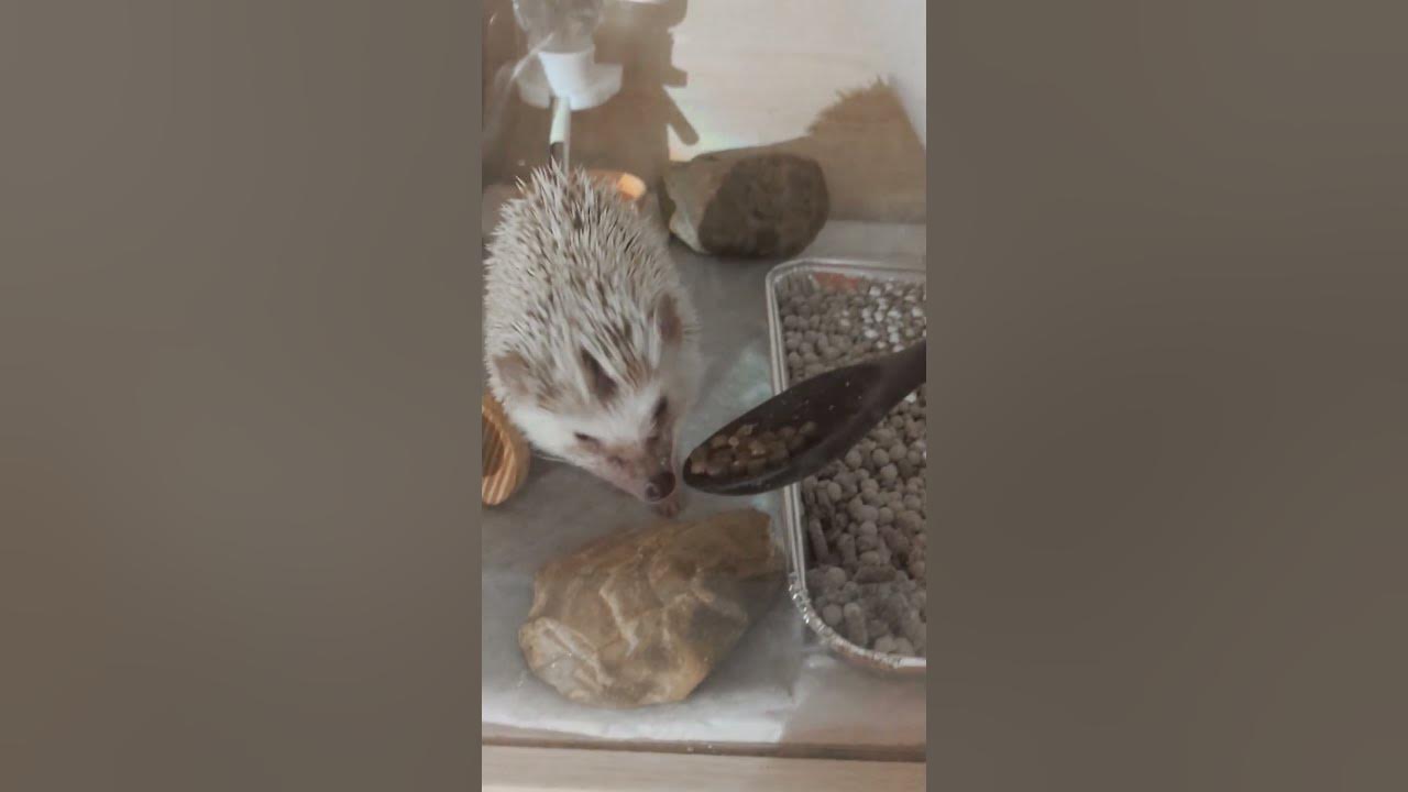 How to make a hedgehog like you - YouTube How to make a hedgehog like you - YouTube