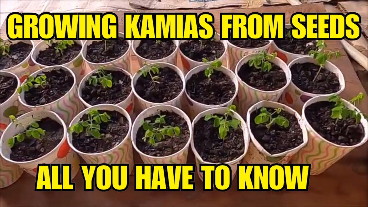 How to Successfully Grow Kamias Averrhoa Bilimbi Using Seeds - YouTube