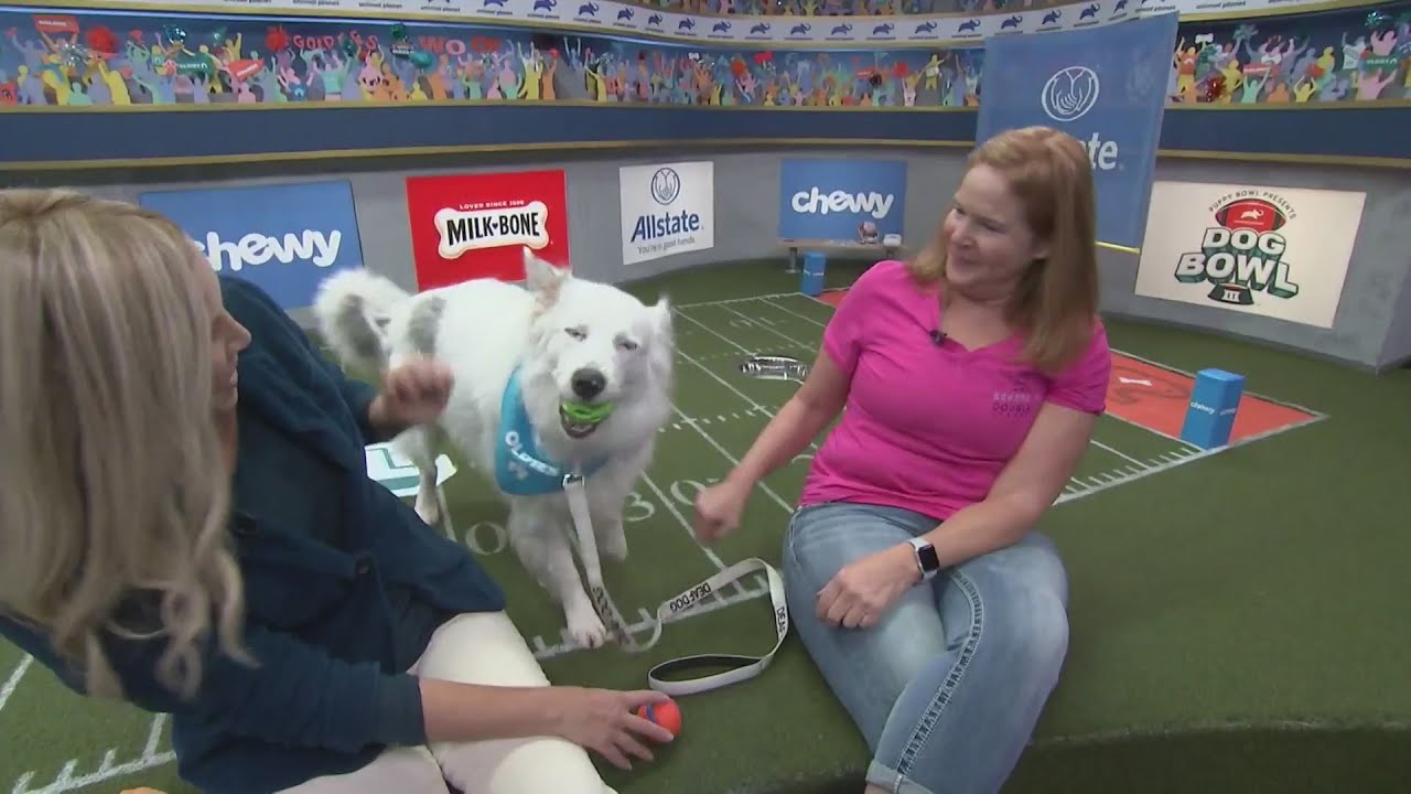 Dog Bowl ahead of the Superbowl - YouTube