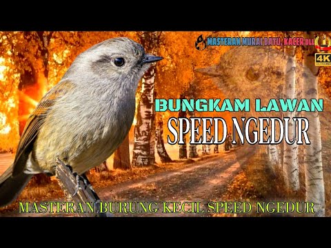 The Best Masteran Burung Kecil Isian Murai Batu Speed Ngedur - YouTube