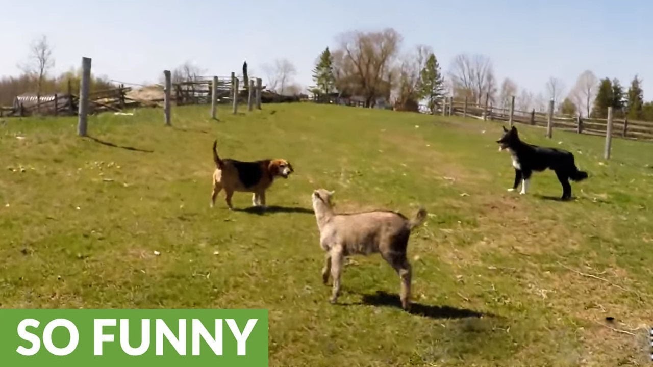 Violet the baby goat thinks she's a puppy - YouTube