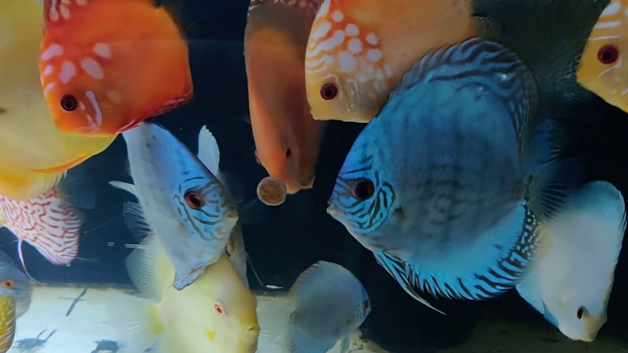 Assorted Discus Fish - YouTube
