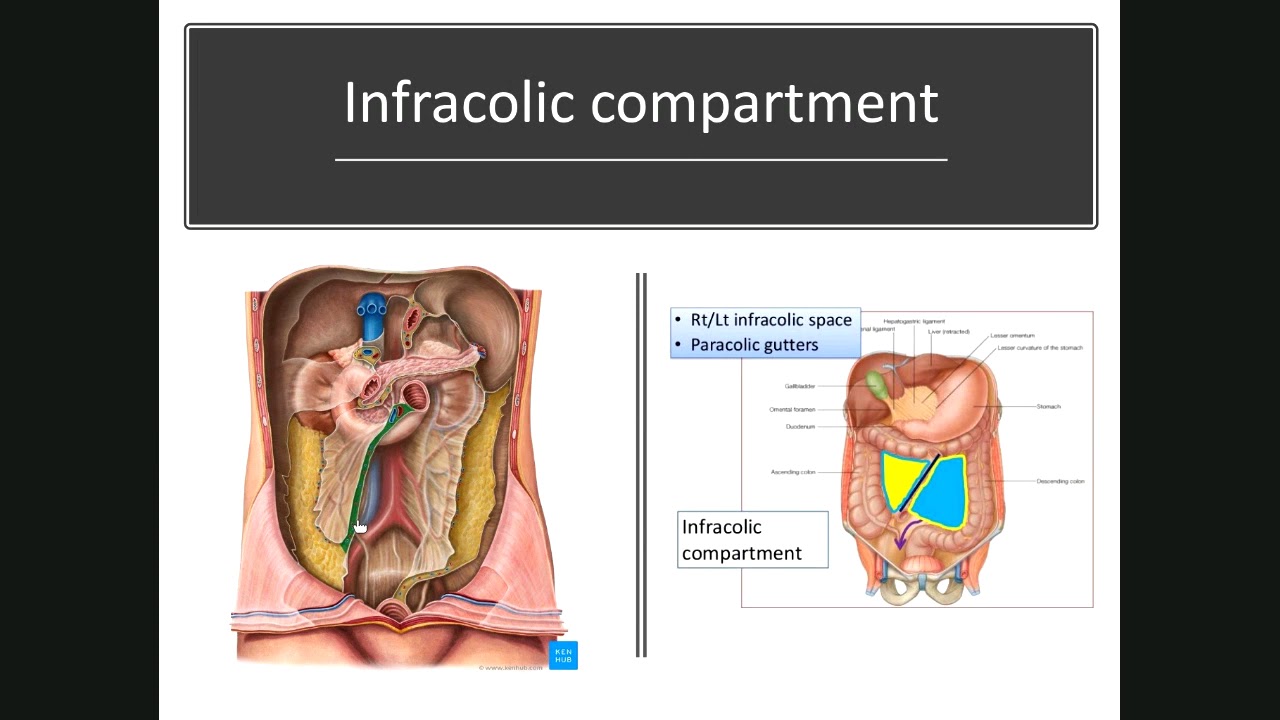 Greater sac (Peritoneum 6) - YouTube