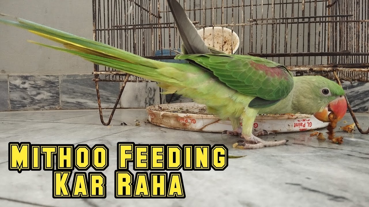 Mithoo Feeding Kar Raha - YouTube