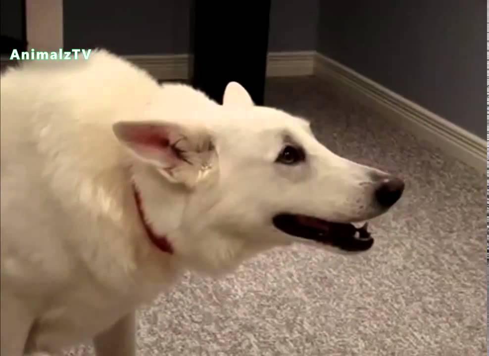 Funny Talking Dogs Trying to Say "Hello" Compilation [NEW HD] - YouTube