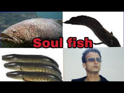 Soul chaina and masher fish video with Nadeem shah - YouTube