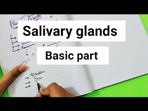 SALIVARY GLANDS #salivaryglands // Salivary glands Basic part - YouTube