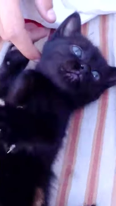 Egy kis macska - YouTube