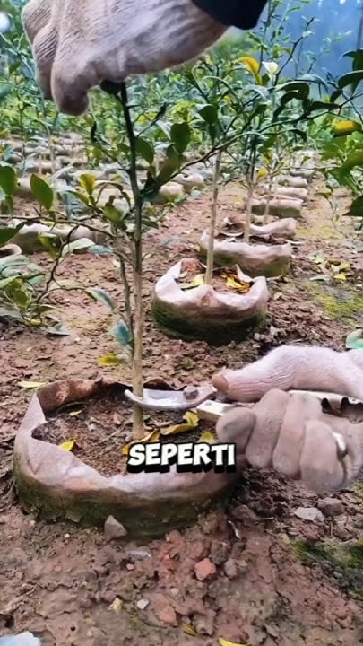 Rahasia Tanaman Berbuah Lebat - YouTube