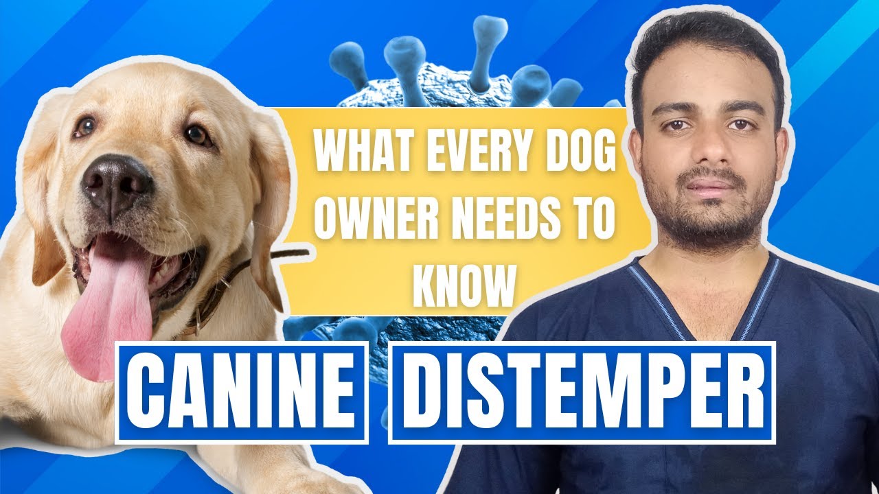 Canine Distemper : What Every Dog Owner Needs to Know | TheDrVet ...