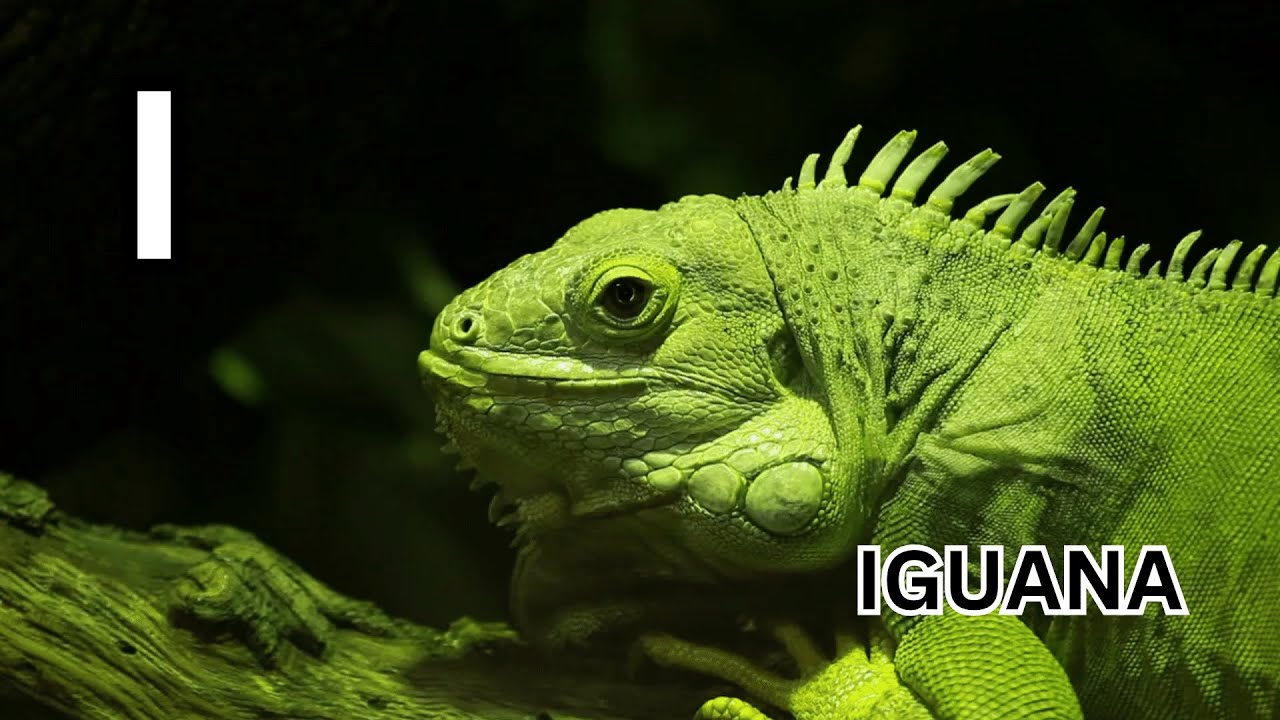 ABC Real Animals: Alphabet Song with 3 Animals for Kids - YouTube