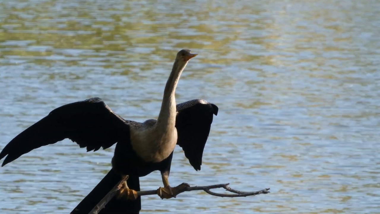 Anhinga snakebird perched on branch over lake and calling out - YouTube
