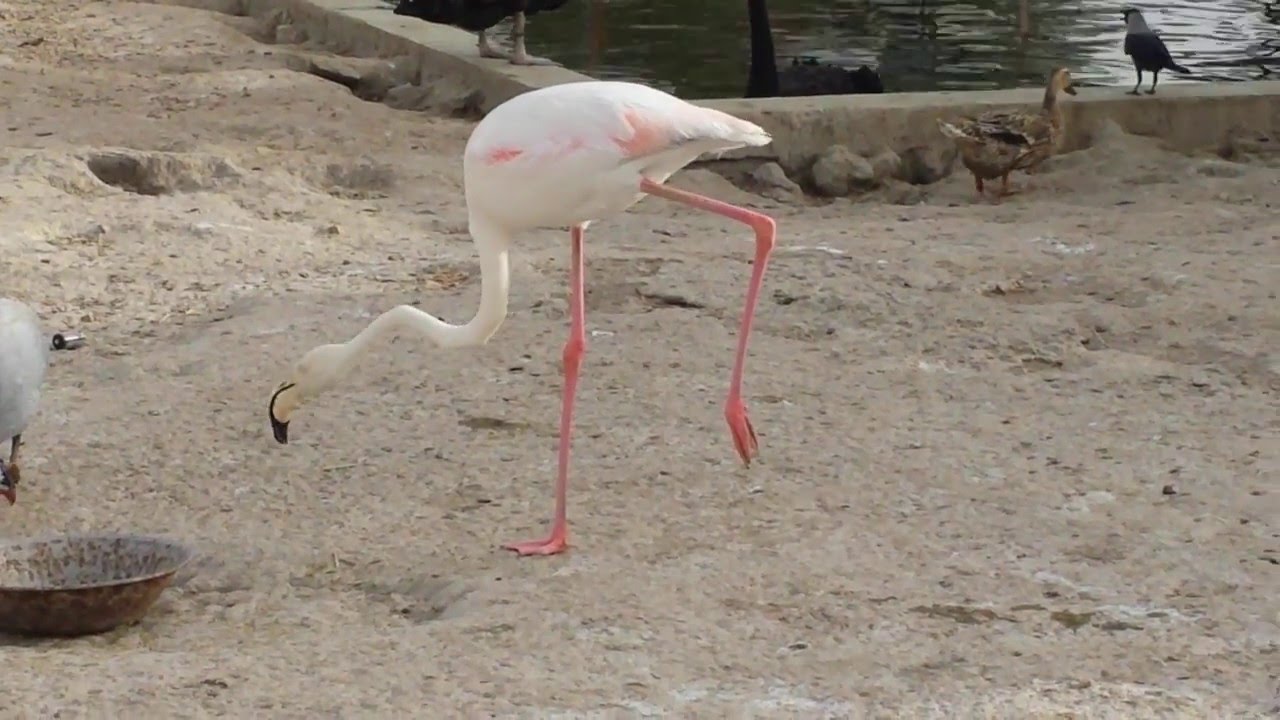BAGLA EGRET IN RANI BAGH HYDERABAD SINDH - YouTube
