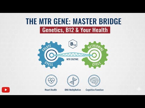 MTR Gene: Connecting Metabolic Cycles