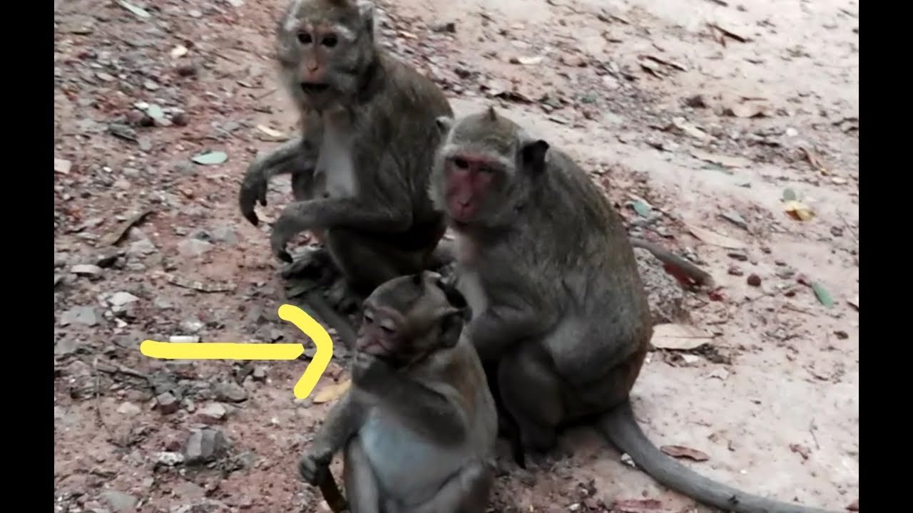 You are So hurt when You saw this Video,Why SweetPea do like this on ...