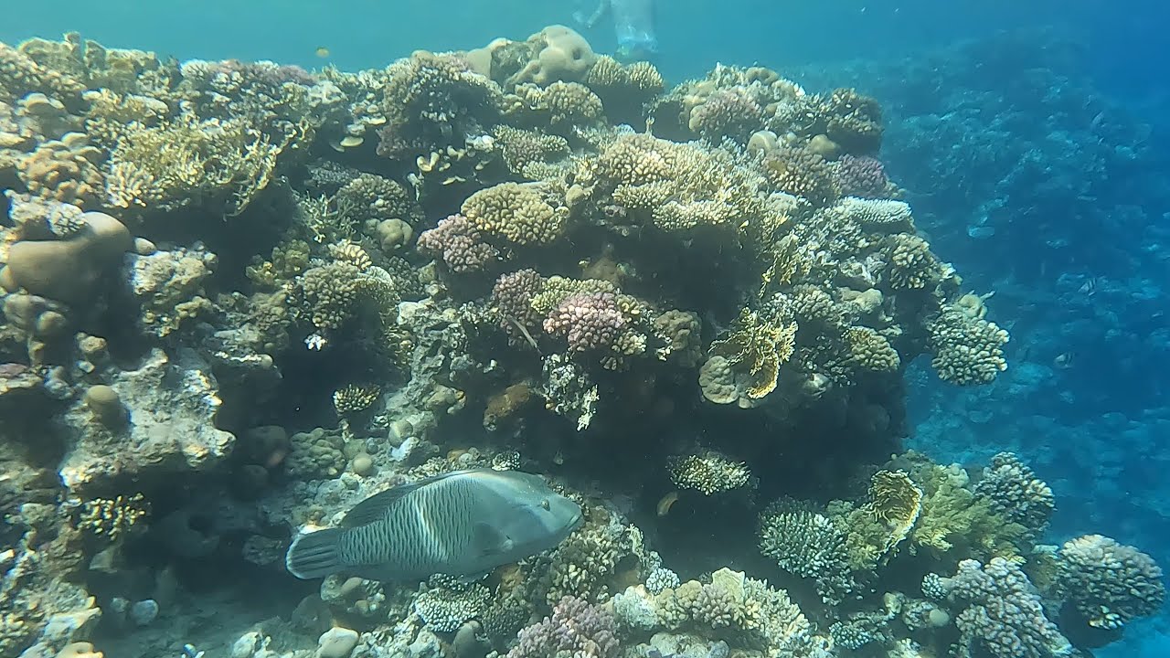 Napoleon fish at Reef Oasis Blue Beach Resort home beach reef - Far ...