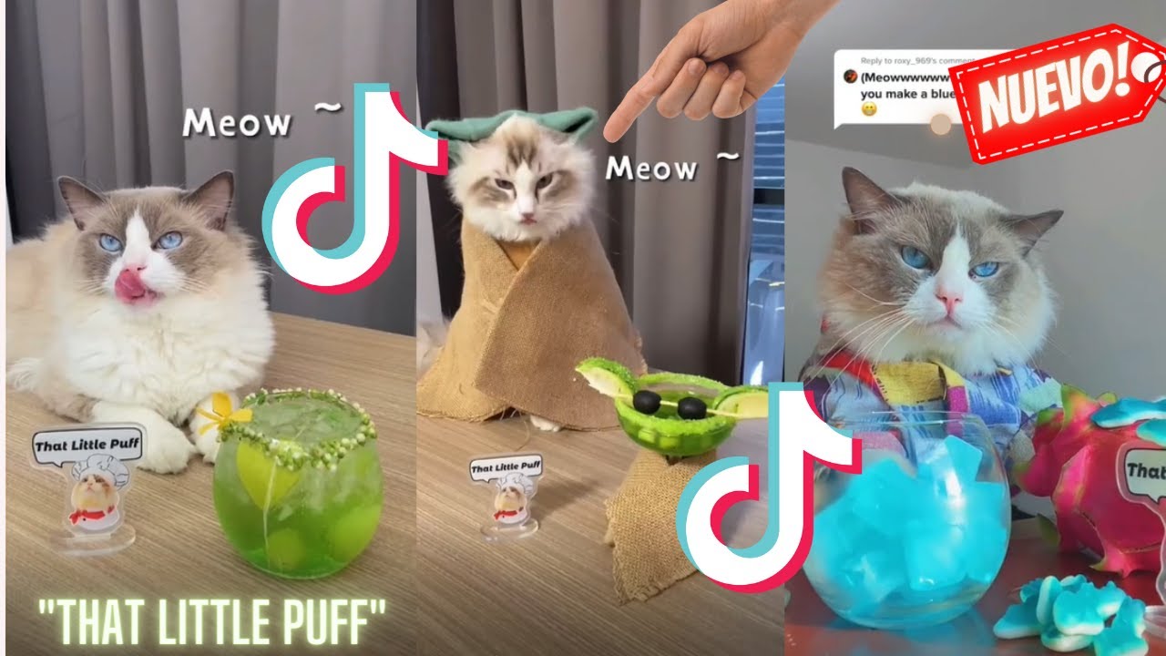 Gatos divertidos 2022: Gatos cocinando comida 😺🤩 (compilación de TikTok ...