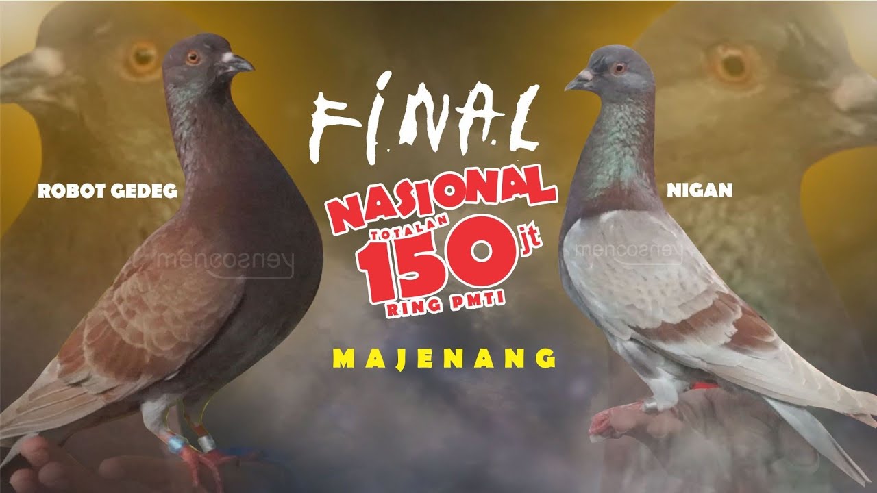 FINAL || Nasional Putaran 5 Lomba Ring PMTI Lapak Cilumuh Majenang ...