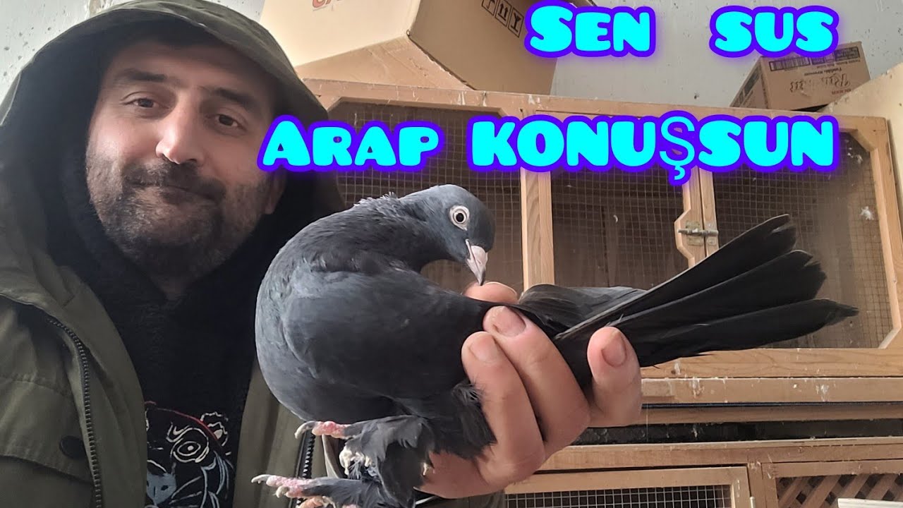 SEN SUS ARAP KONUŞSUN..EN İYİ ARAP TAKLACILAR UZUN FISEKLİLER..NURETTİN ...