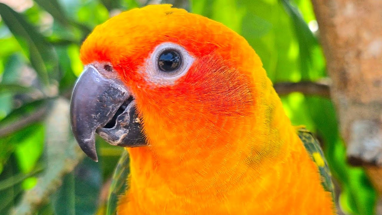 sun conure : beautiful colors Bird sing , Sun conure sounds 1 hour ...