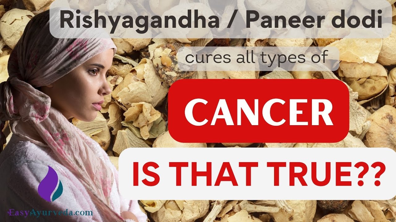 Paneer Dodi in Cancer Treatment (Rishyagandha Plant) - YouTube