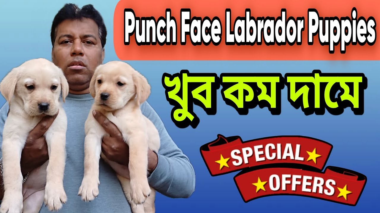 PUNCH FACE LABRADOR PUPPIES AVAILABLE | খুব কম দামে | NEW STOCK | IN ...