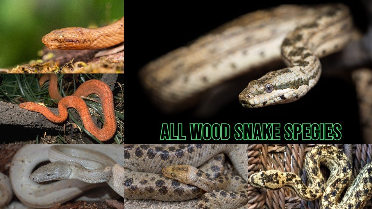 All Wood Snake Species / Tropidophis / complete list of wood snake ...
