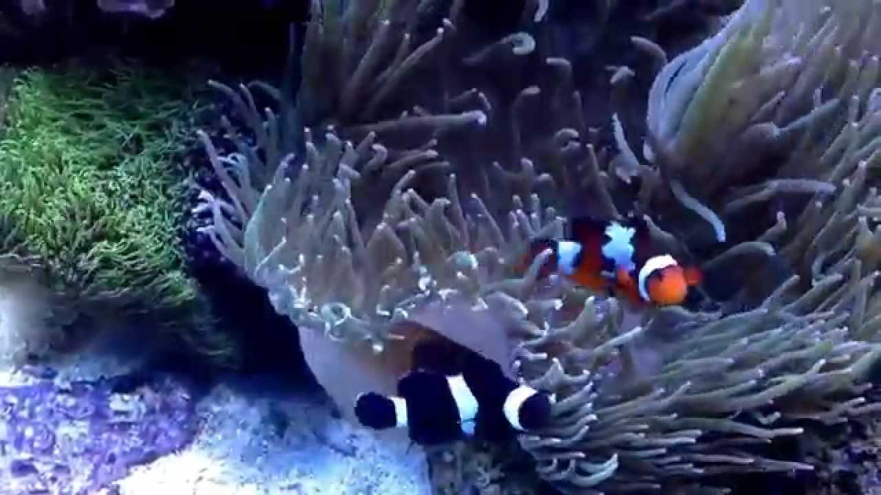 Red Sea Max 130D - YouTube