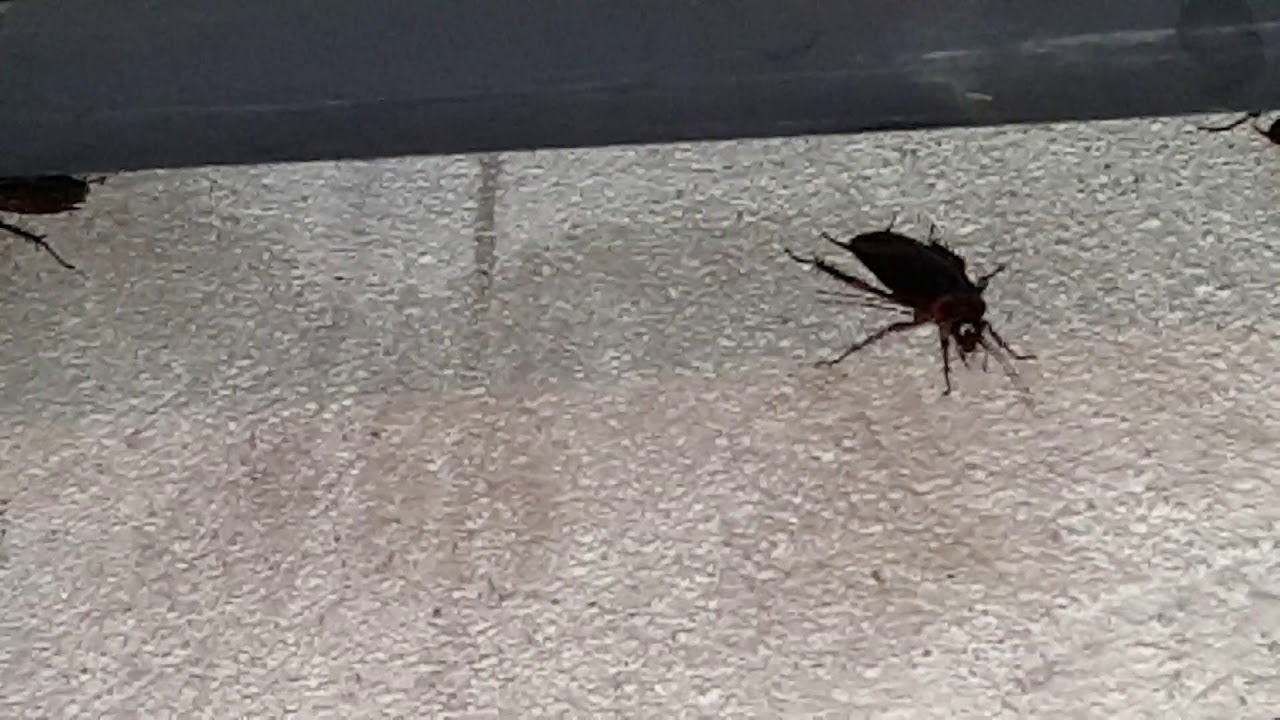 Rahaiya dakala thiyanwada - YouTube