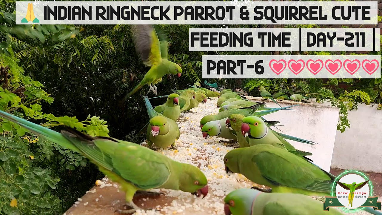 Indian Ringneck Parrot & Squirrel Cute Feeding Time | Soaked Rice ...