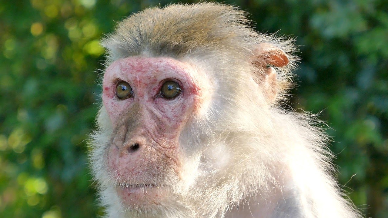 Monkey Magic | Unexpected Surprise | Sitting with Monkeys - YouTube