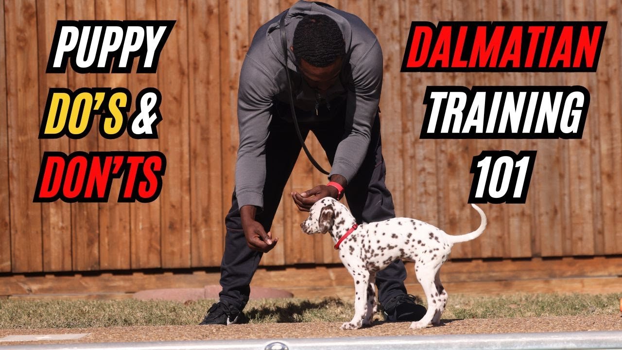 Puppy Do's And Don'ts: Dalmatian Training 101 - YouTube