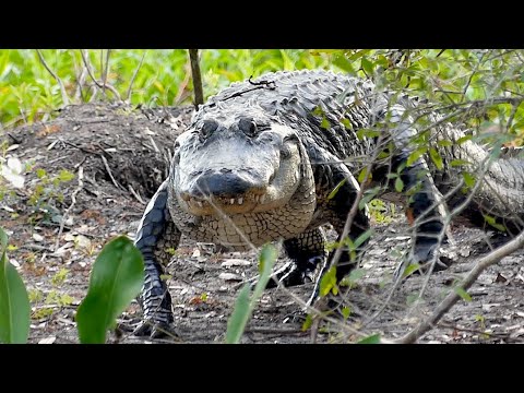 Alligator Video Compilation Including Surprising Encounter with Heron ...