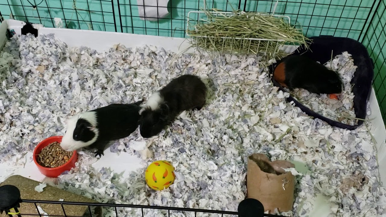 Paralyzed Guinea Pig(1) - YouTube