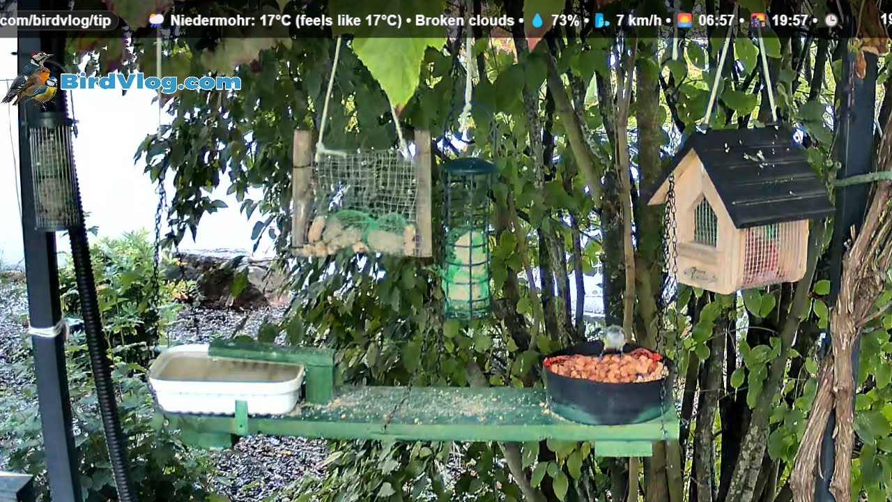 15-09-2025 -- 20::26🐦💦 | Roof cam view! In the morning I will put the ...