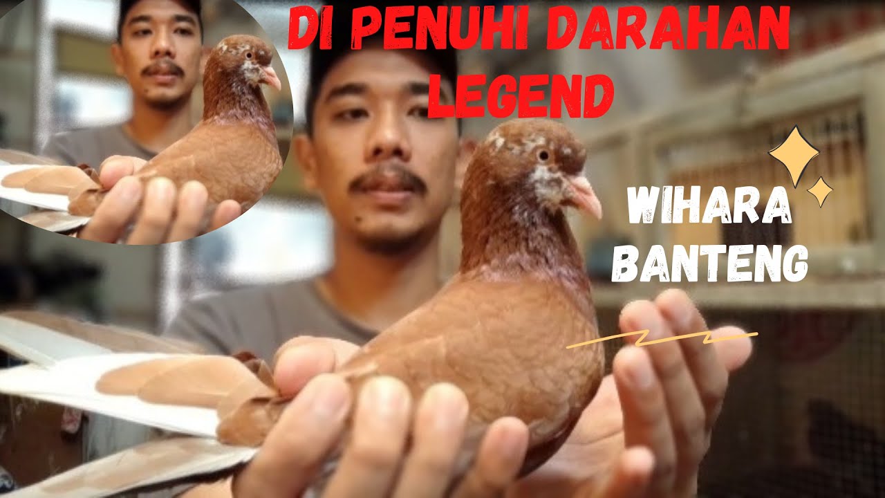 Di Isi Darahan Legend | Wihara Banteng Jadi Tambahan Materi Ternak ...
